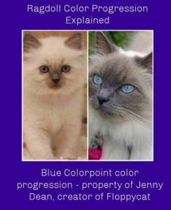 Ragdoll Color Progression [Quick Explanation With Pictures]