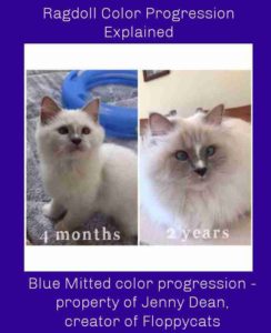 Ragdoll Color Progression [Quick Explanation With Pictures]