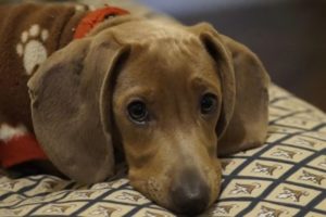 9 Most Common Dachshund Sick Symptoms