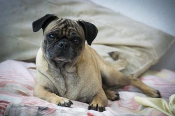 8 Most Common Pug Sick Symptoms You Should Know
