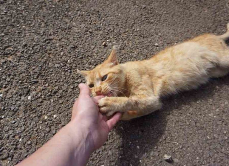 Why Do Cats Bite (13 Reasons & Helpful Tips)