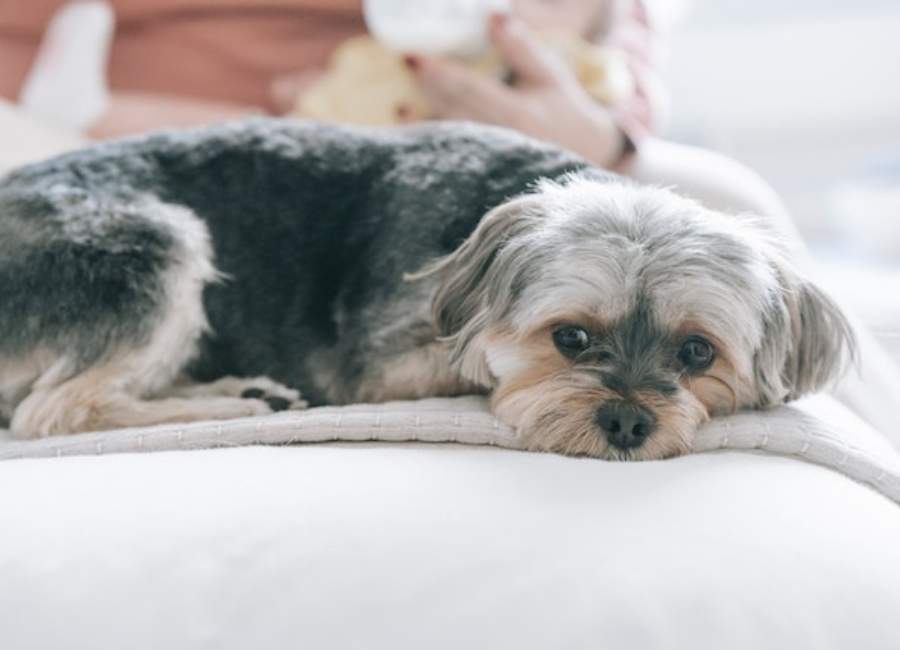 9 Yorkie Stomach Problems With Useful Tips