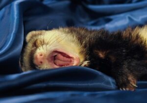 10 Reasons Why Ferrets Stink With Remedies