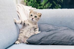 15 Common Signs Your New Cat Is Adjusting To Your Home