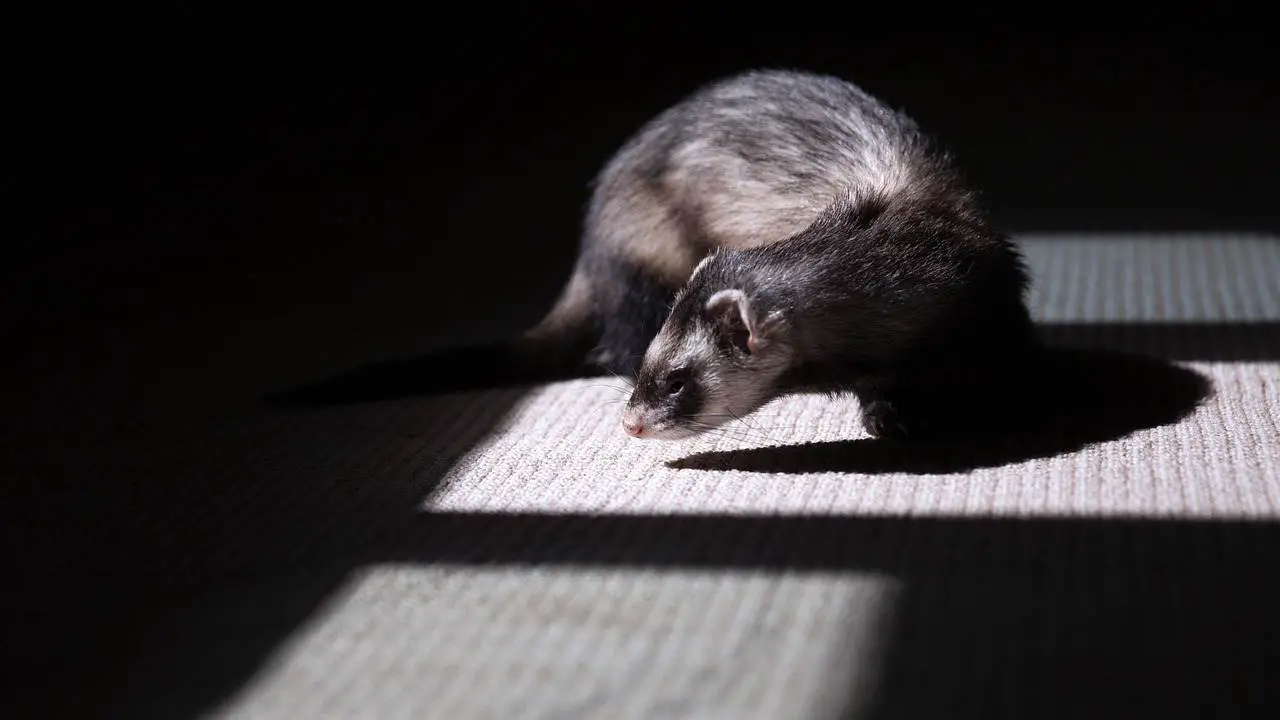 Ferret Depression [Signs, Causes & Solutions]